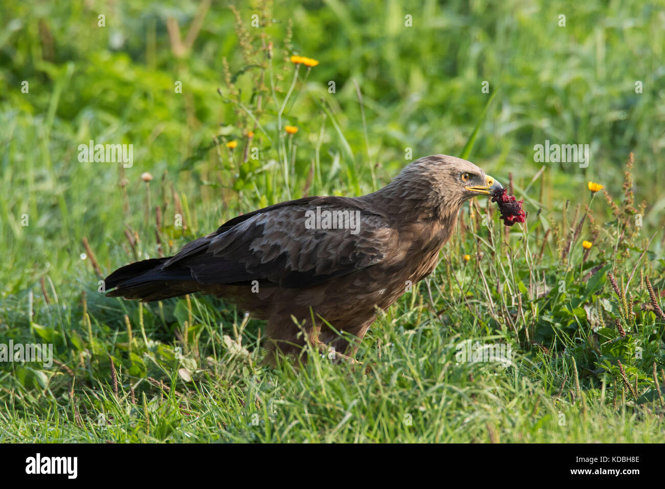 Lesser spotted eagle (Clanga pomarina / Aquila pomarina) eating prey ...