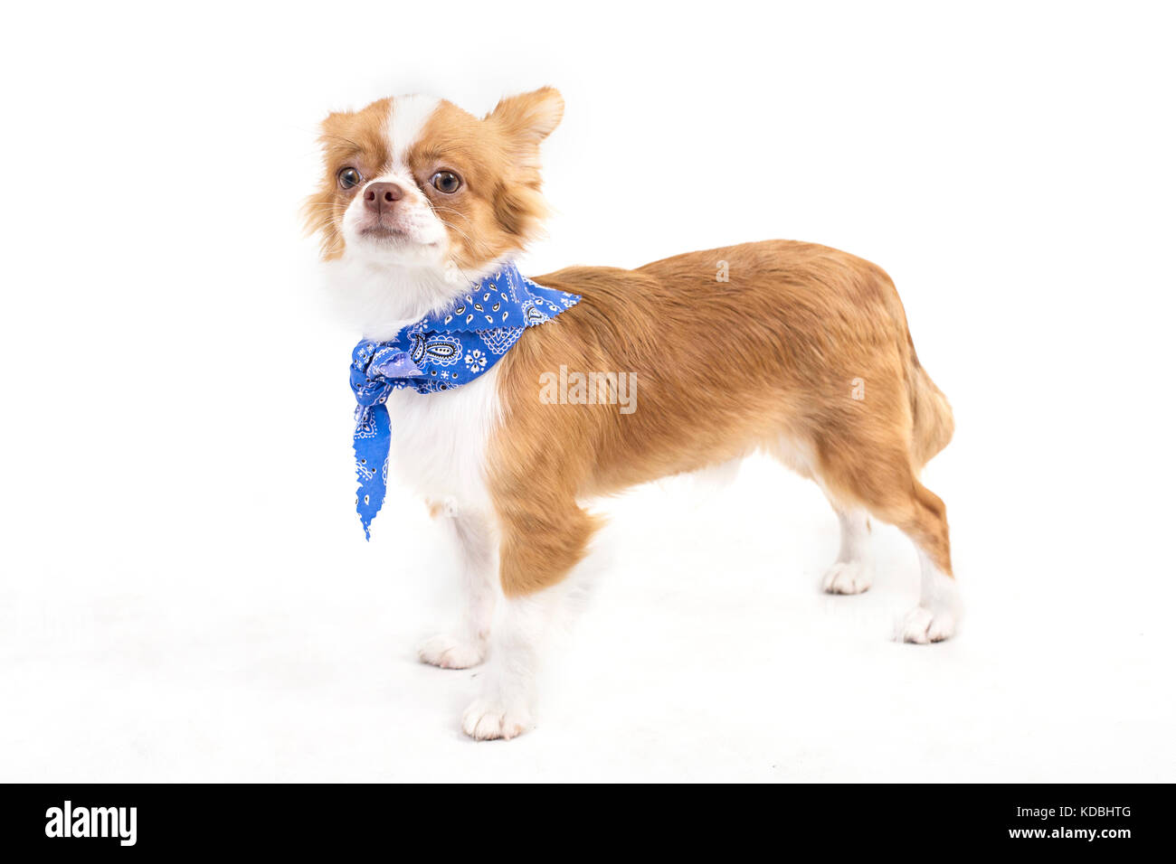 Chivava Stock Photos & Chivava Stock Images - Alamy