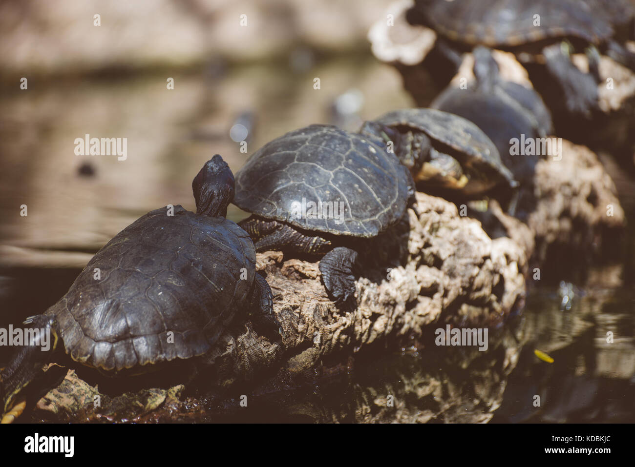 Turtles sunbathing hi-res stock photography and images - Alamy