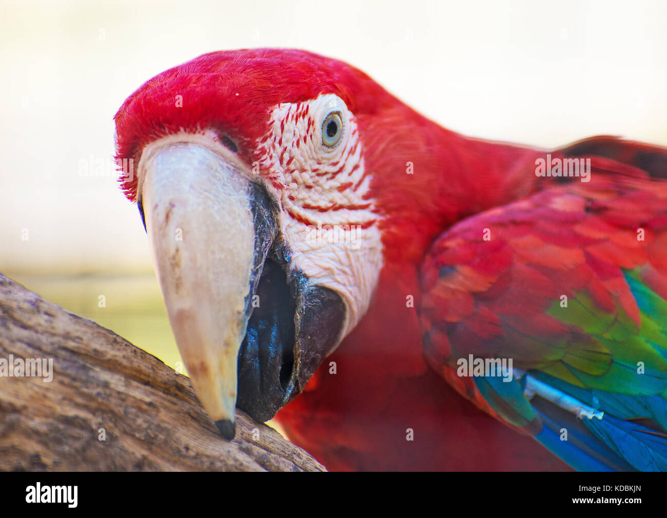Close-up view of colorful Ara parrot Stock Photo - Alamy