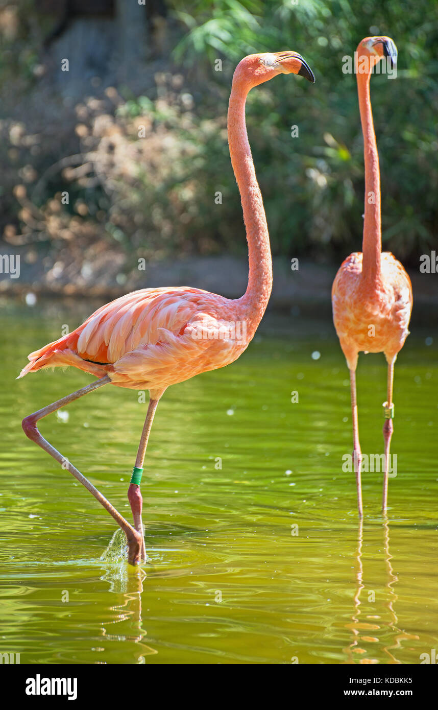 Pink flamingos in the pond. Phoenicopterus ruber Stock Photo - Alamy