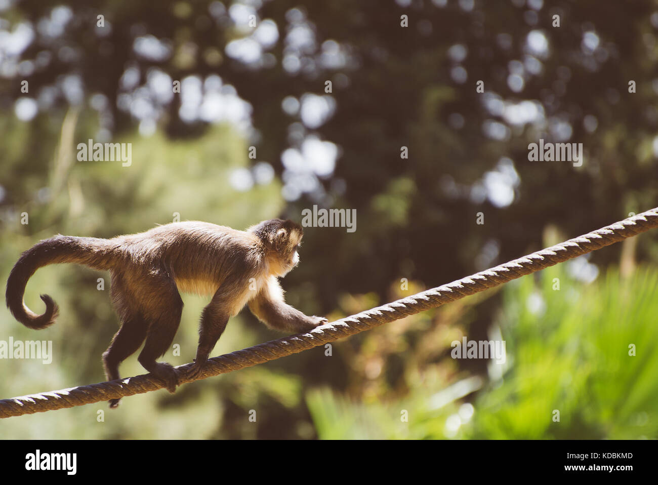 Monkey walking along the rope in national zoo Stock Photo - Alamy