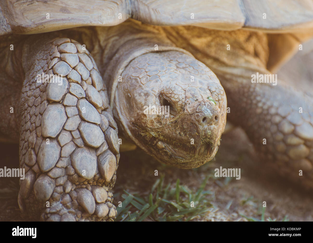 Close-up portrait of big Tortoise. Testudinidae Stock Photo - Alamy