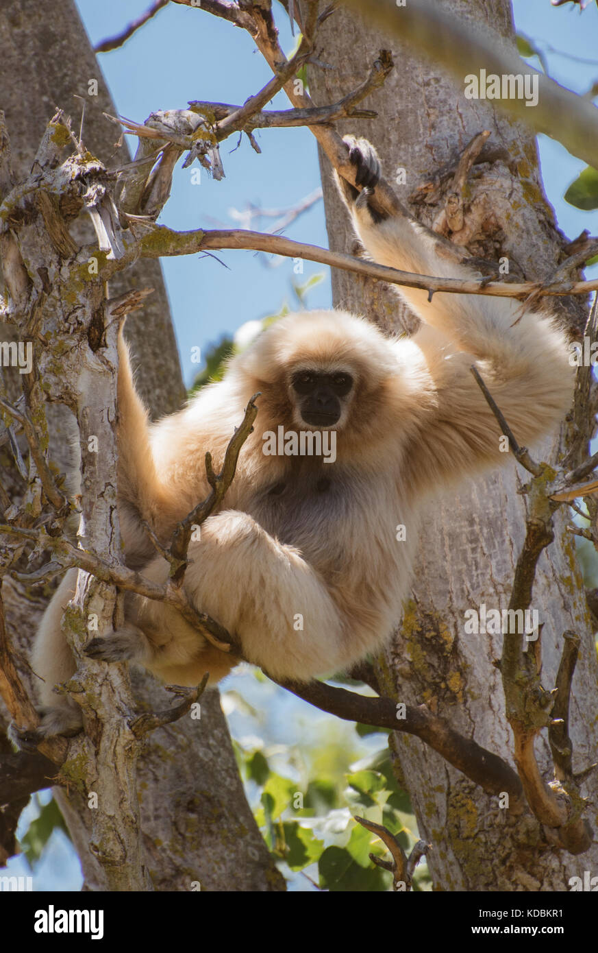 Lar gibbon on the tree. Hylobates lar Stock Photo - Alamy
