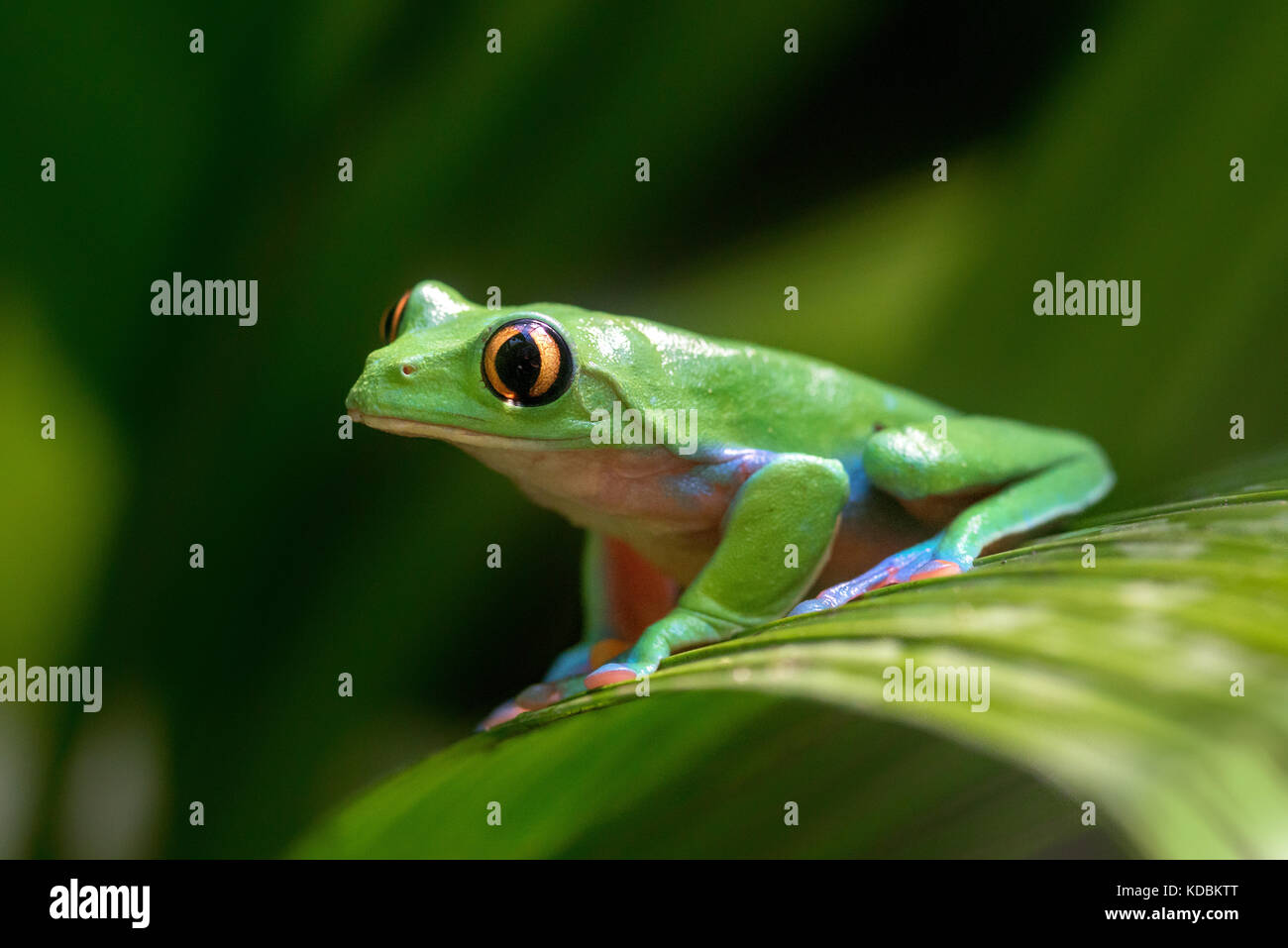 Golden-eyed Leaf Frog, “Agalychnis annae” from Costa Rica Stock Photo ...