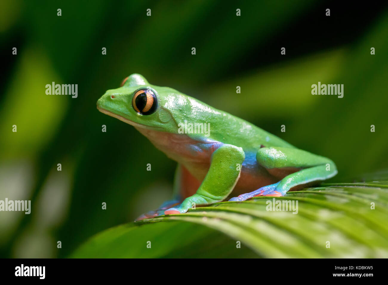 Golden-eyed Leaf Frog, “Agalychnis annae” from Costa Rica Stock Photo ...