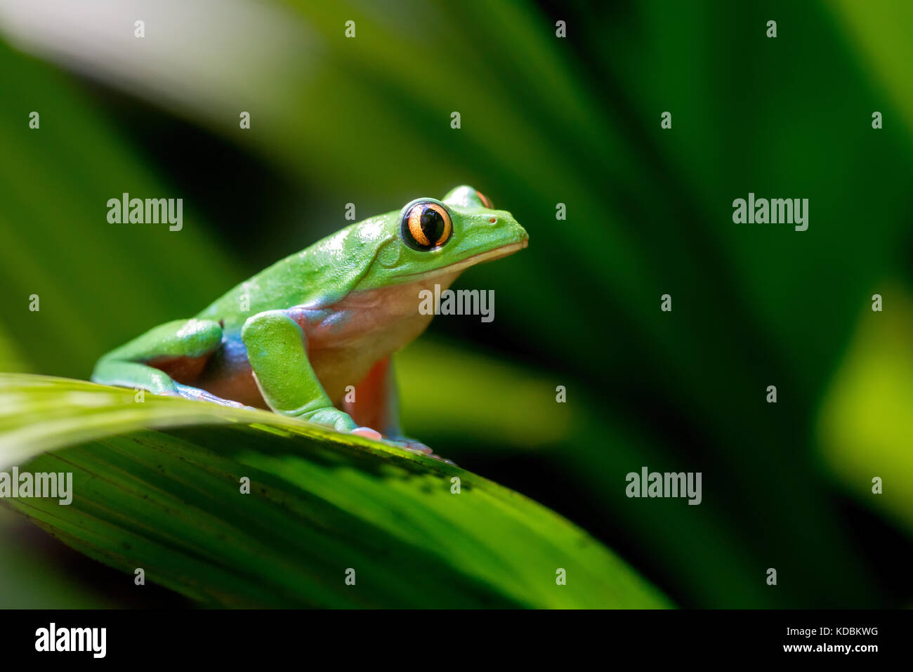Golden-eyed Leaf Frog, “Agalychnis annae” from Costa Rica Stock Photo ...