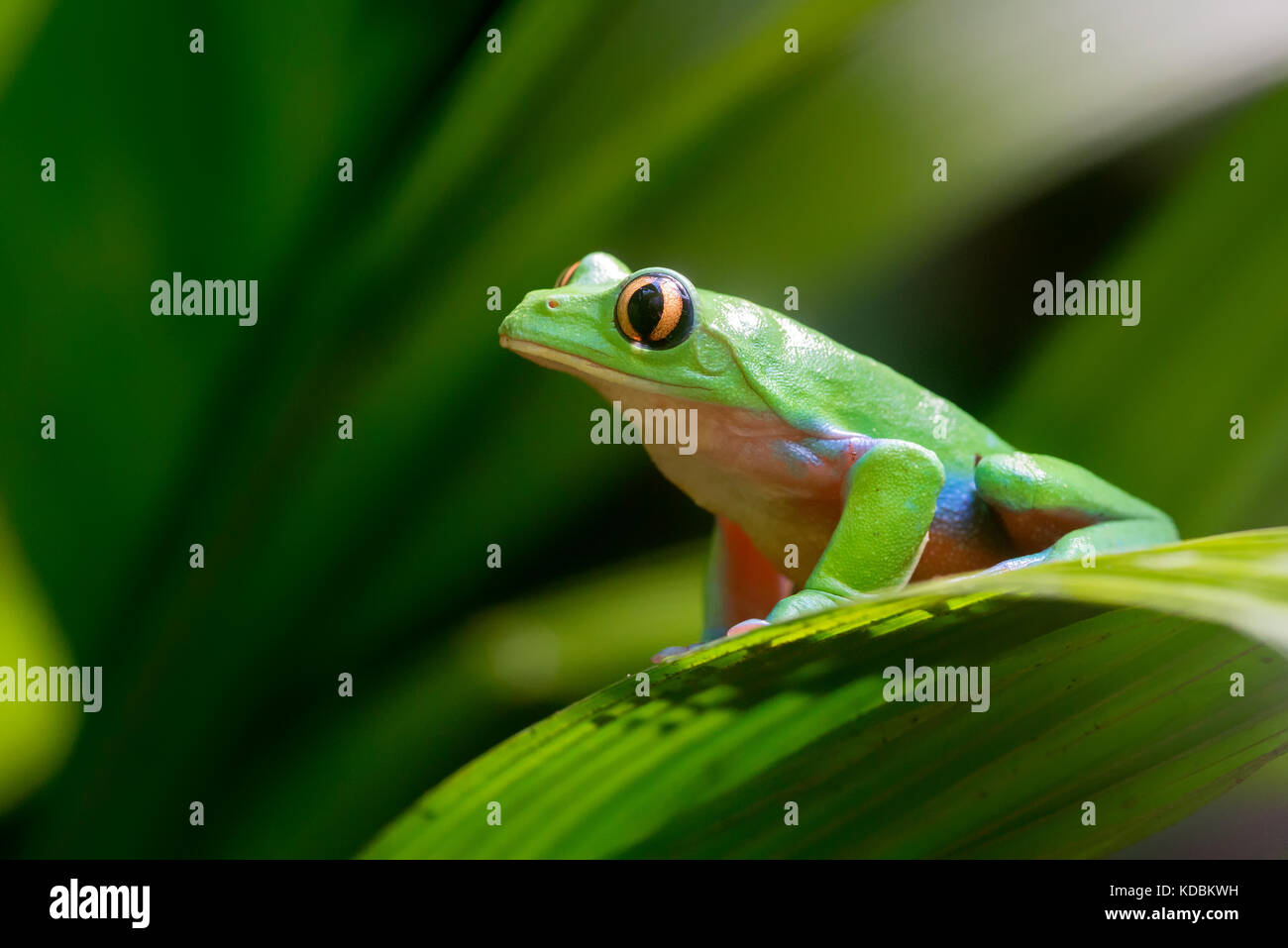 Golden-eyed Leaf Frog, “Agalychnis annae” from Costa Rica Stock Photo ...