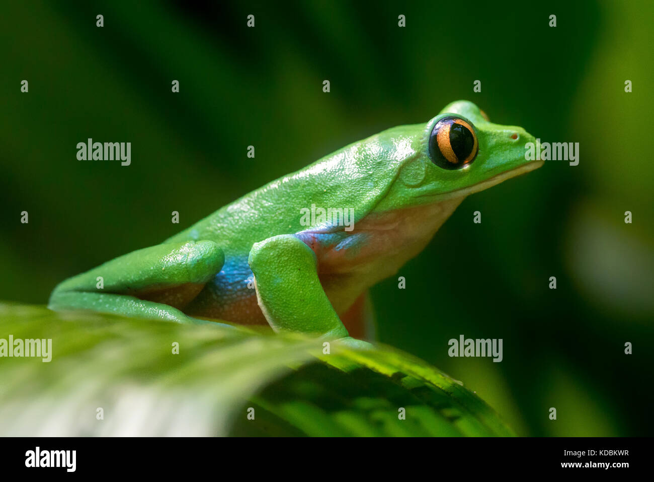 Golden-eyed Leaf Frog, “Agalychnis annae” from Costa Rica Stock Photo ...