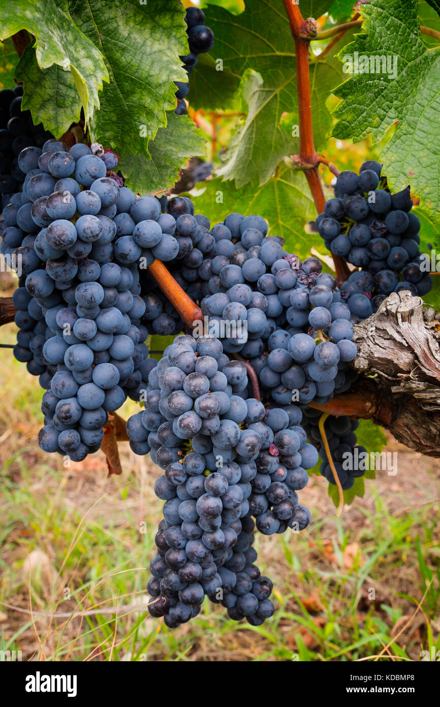 Vineyards. Pomerol. Bordeaux wine region. Aquitaine Region, Gironde ...