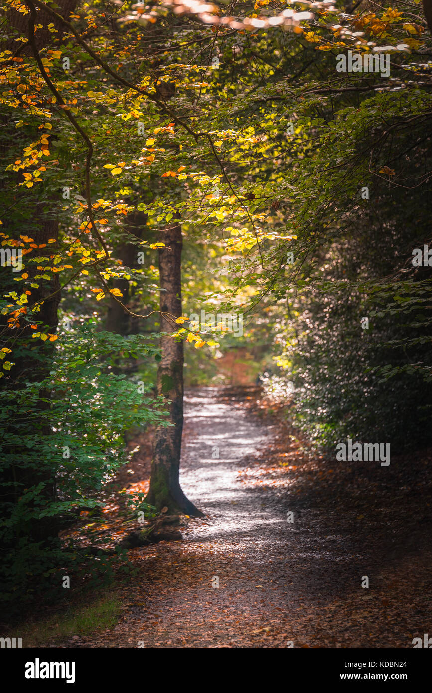 Tree backdrop during autumn Stock Photo - Alamy
