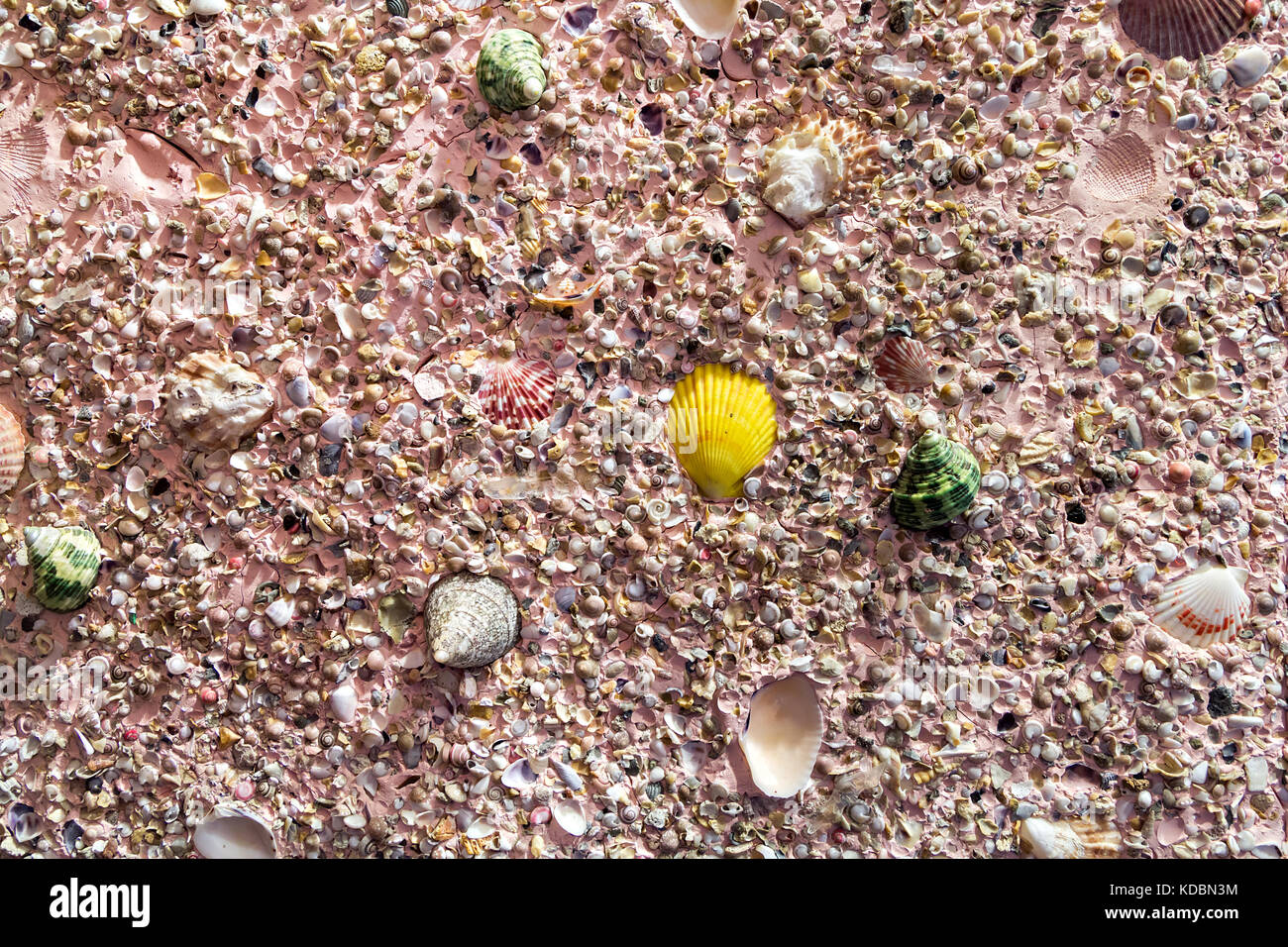Sea shells on the plaster wall as a background Stock Photo - Alamy