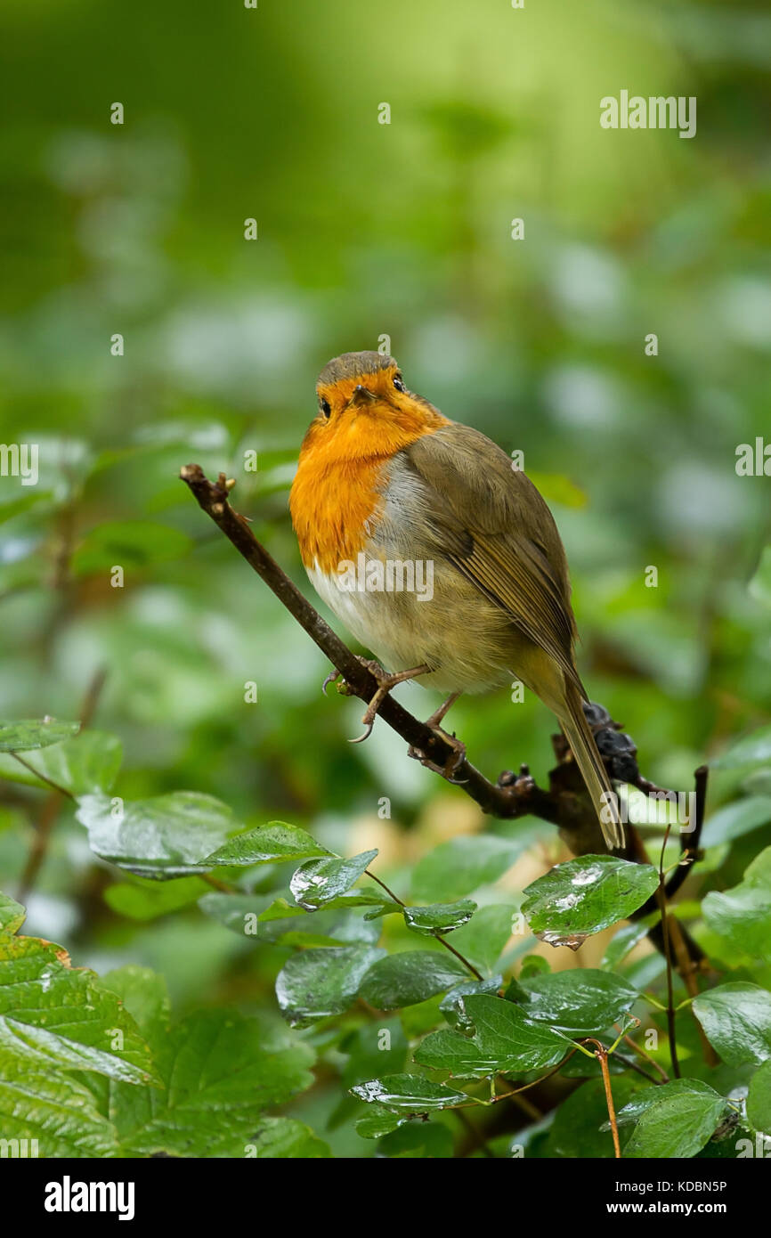 Beautiful little Robin sitting on a branch Stock Photo - Alamy