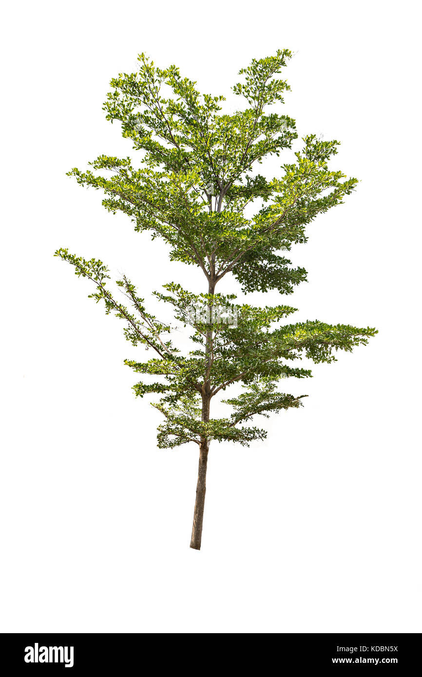 A big tree isolated on white background Stock Photo - Alamy