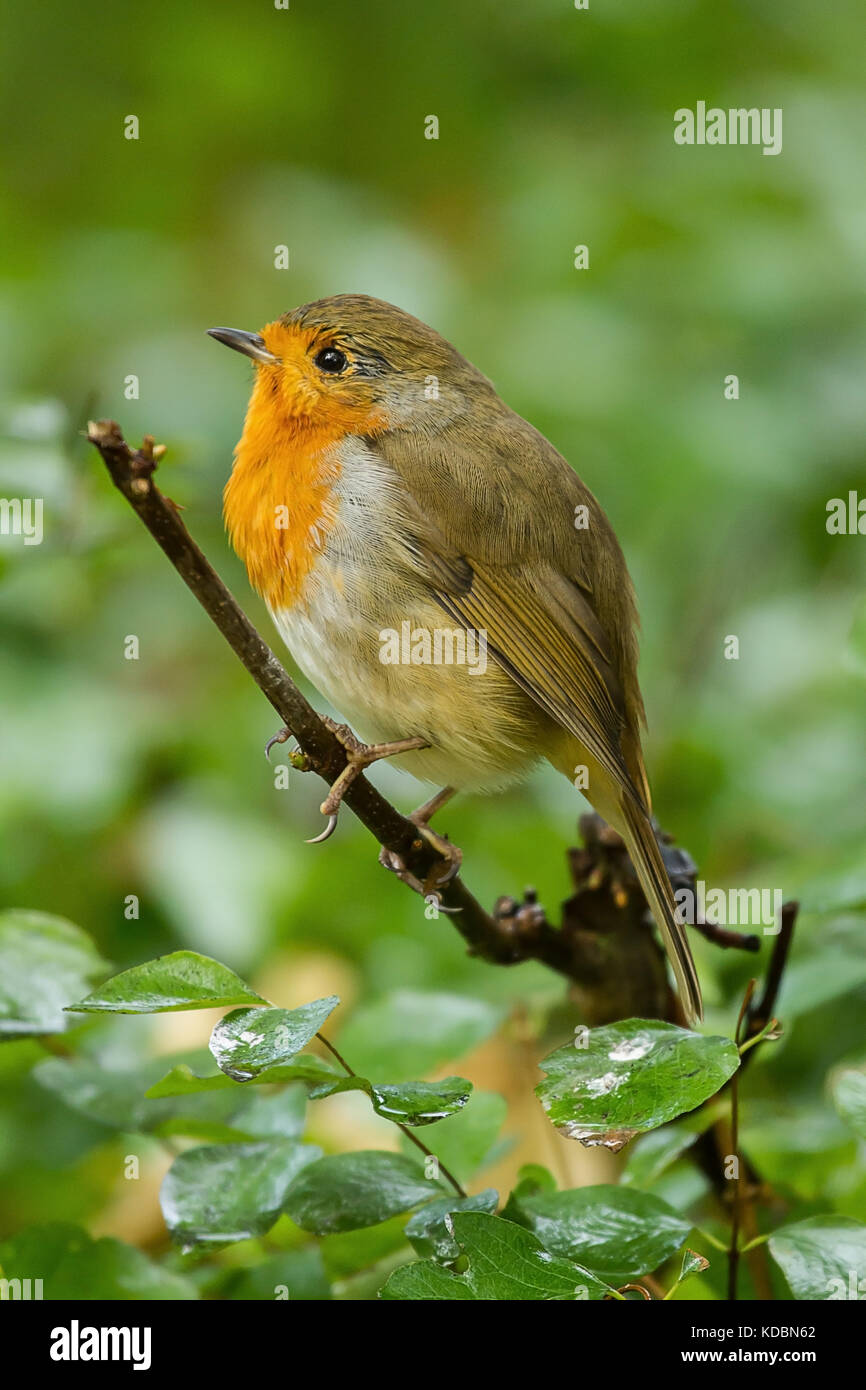 Beautiful little Robin sitting on a branch Stock Photo - Alamy