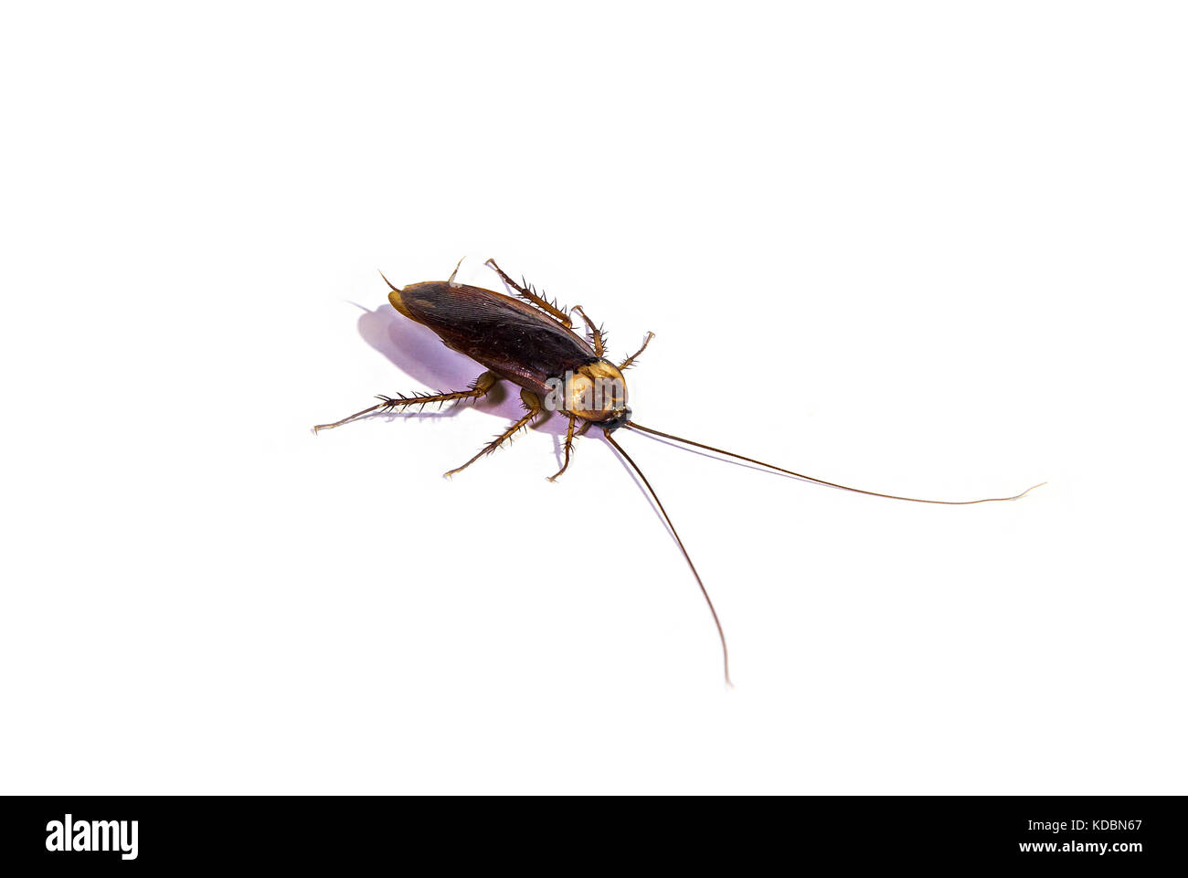 Cockroach isolated on white background Stock Photo - Alamy
