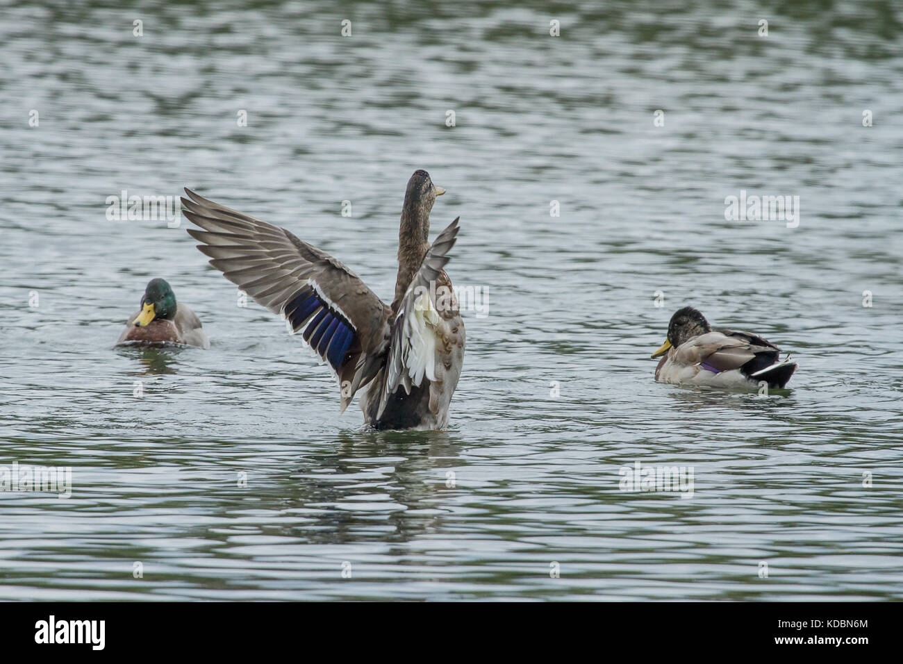 Female mallard flapping her wings bird flapping her wings hi-res stock ...