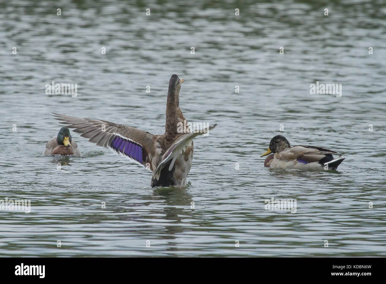 Mallard Duck Stretching High Resolution Stock Photography and Images ...