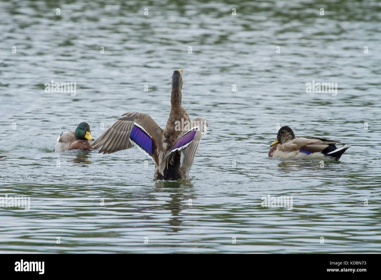 Female Mallard duck flapping her wings Stock Photo - Alamy