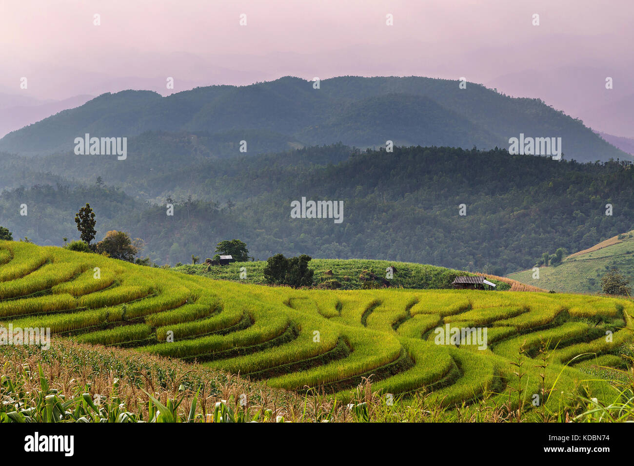 Rice seedling on terrace rice fields Stock Photo - Alamy