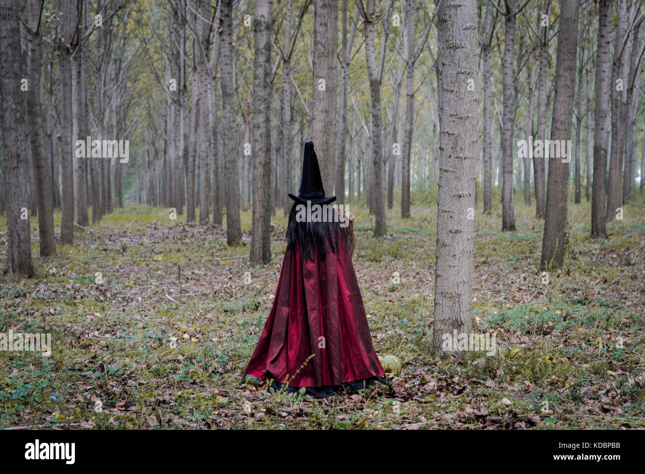 Witch walk through the magical forest Stock Photo - Alamy