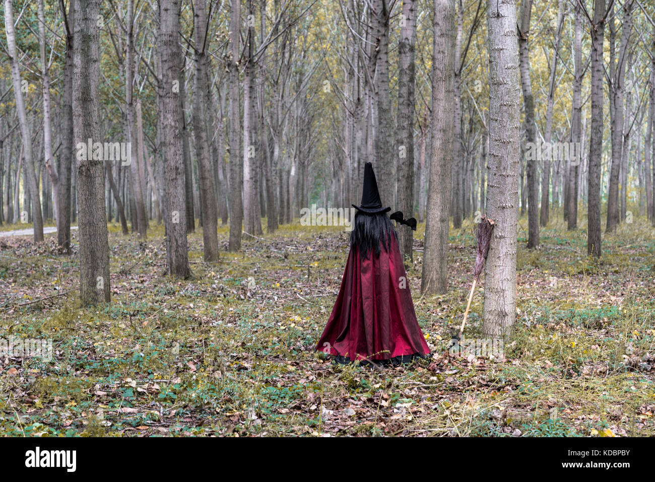 Witch walk through the magical forest Stock Photo - Alamy