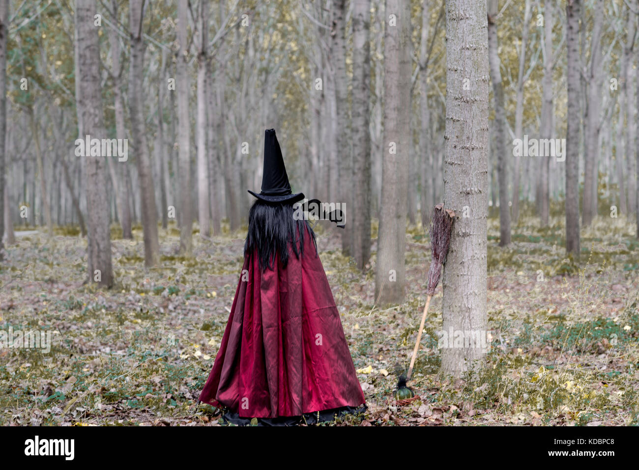 Witch walk through the magical forest Stock Photo - Alamy