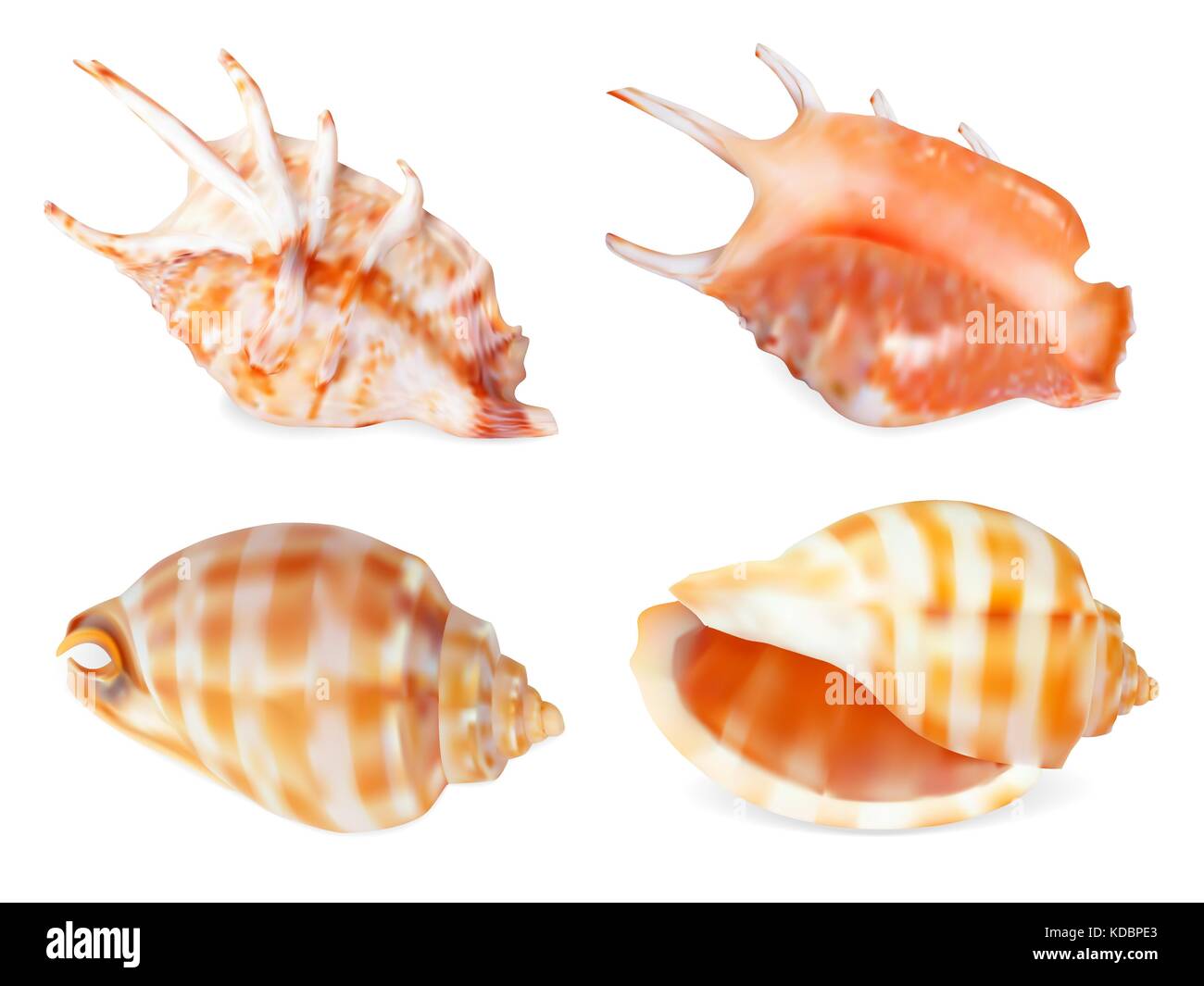 Set of Seashell, isolated on white. Vector illustration Stock Vector ...