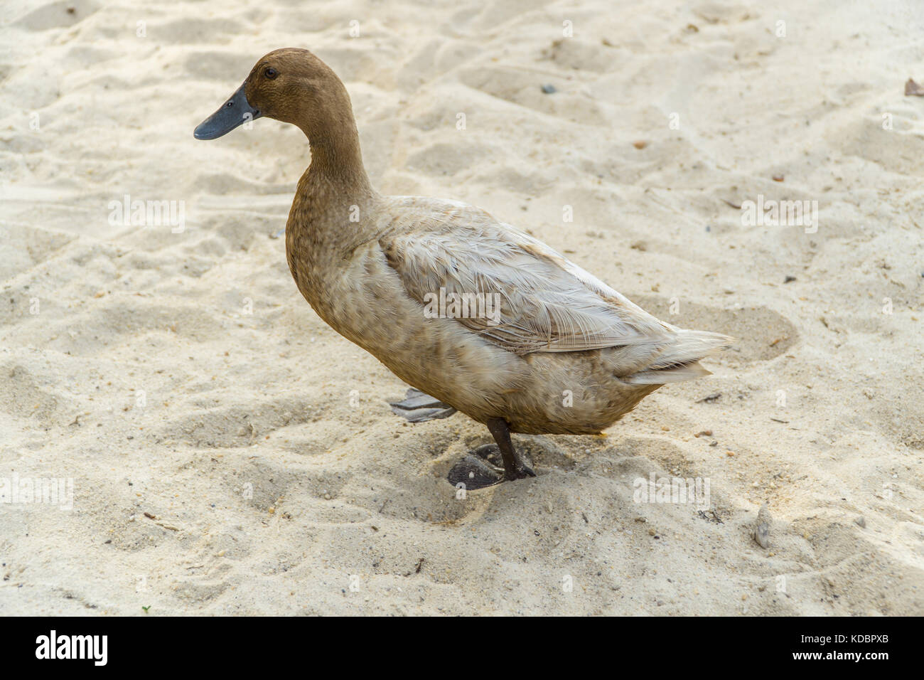 Sand duck hi-res stock photography and images - Alamy