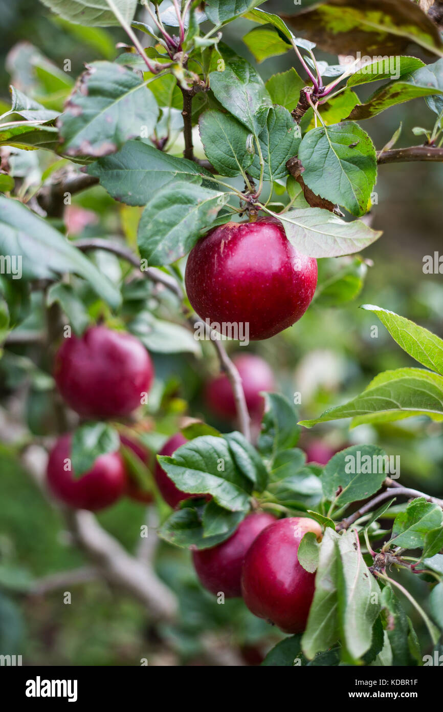 Red Apples growing in garden Stock Photo - Alamy