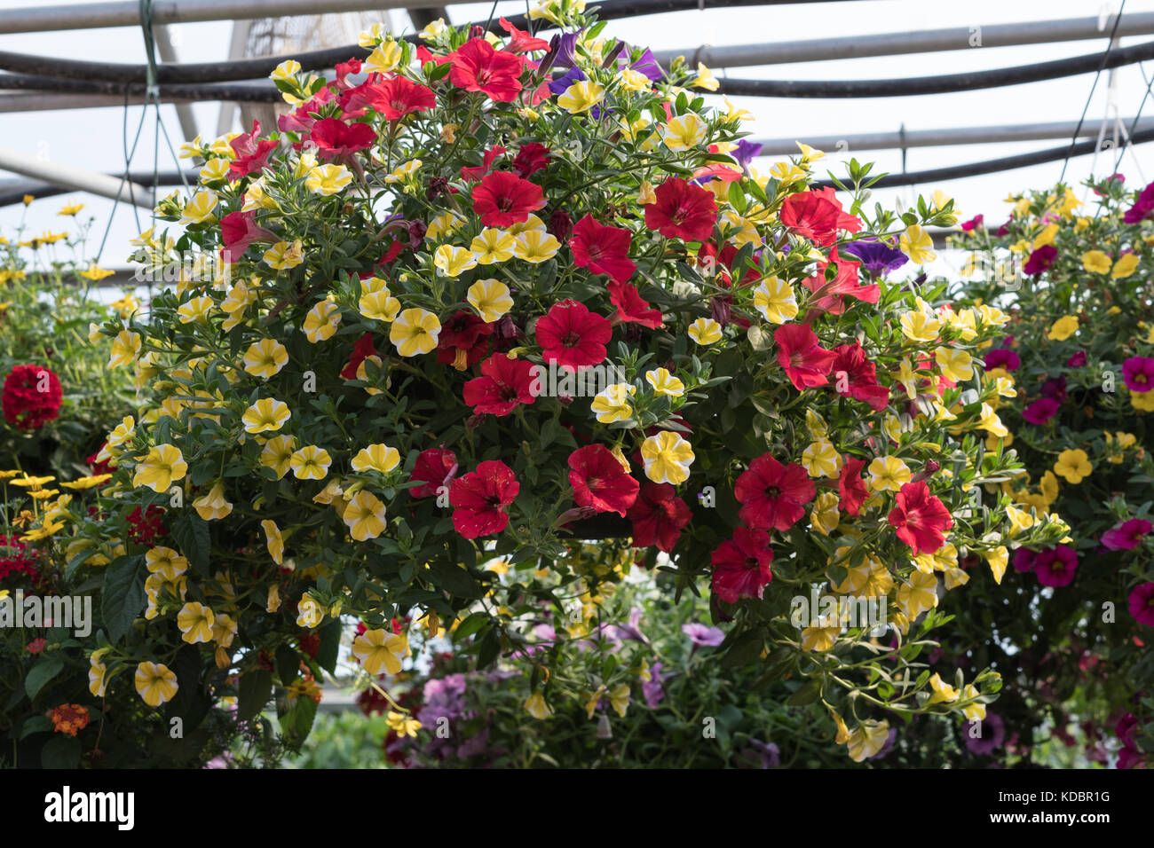 RED AND YELLOW HANING PLANTS Stock Photo - Alamy