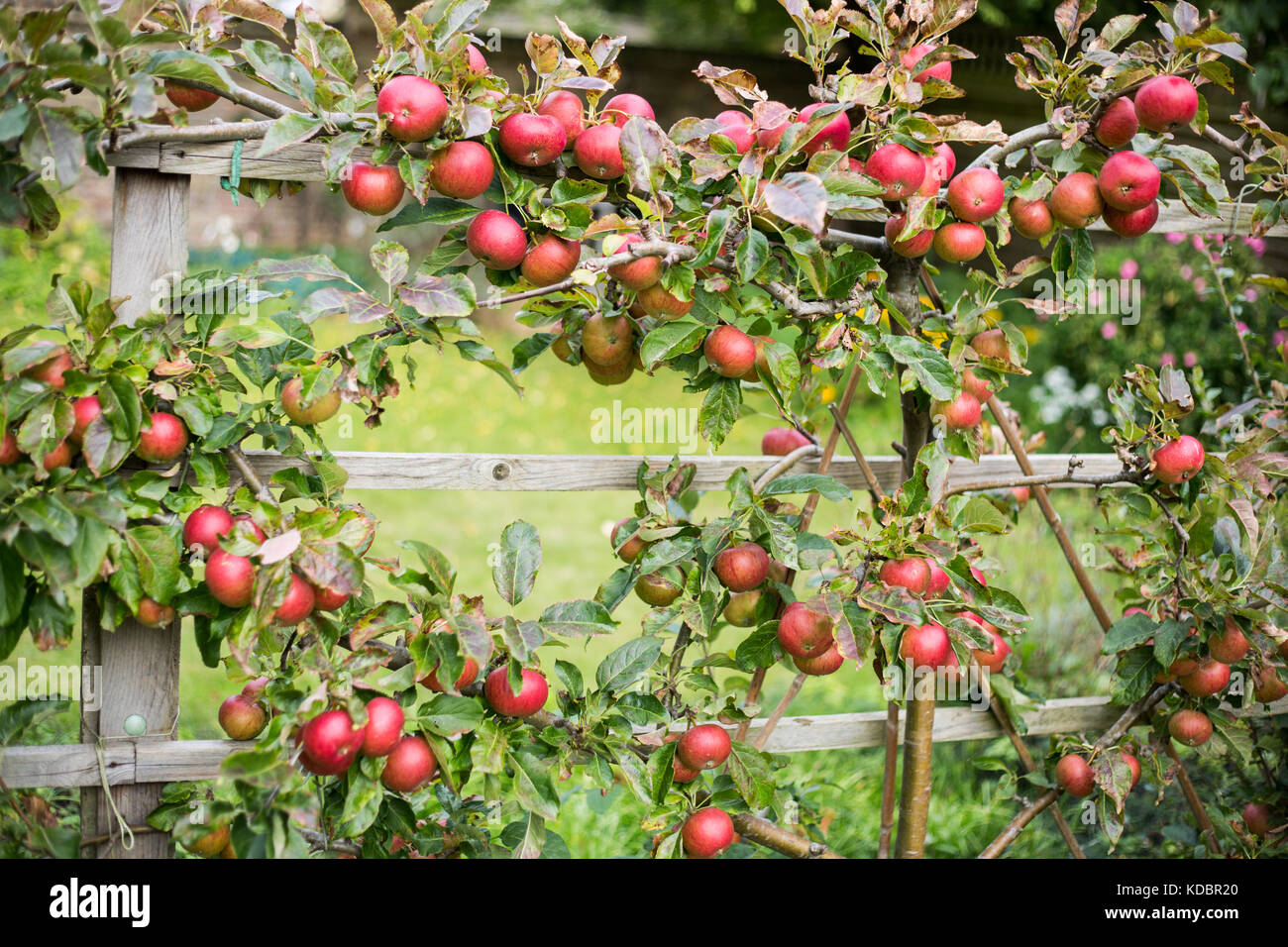 Red Apples growing in garden Stock Photo - Alamy