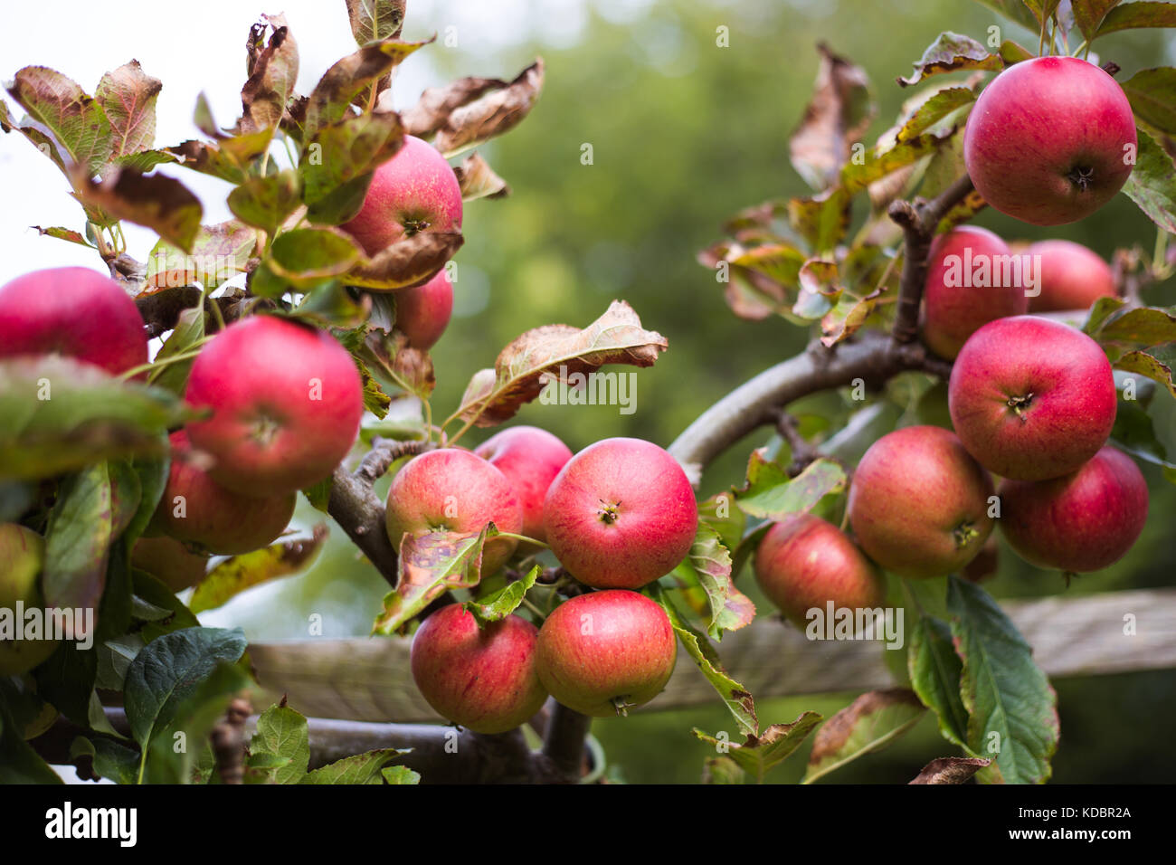 Red Apples growing in garden Stock Photo - Alamy