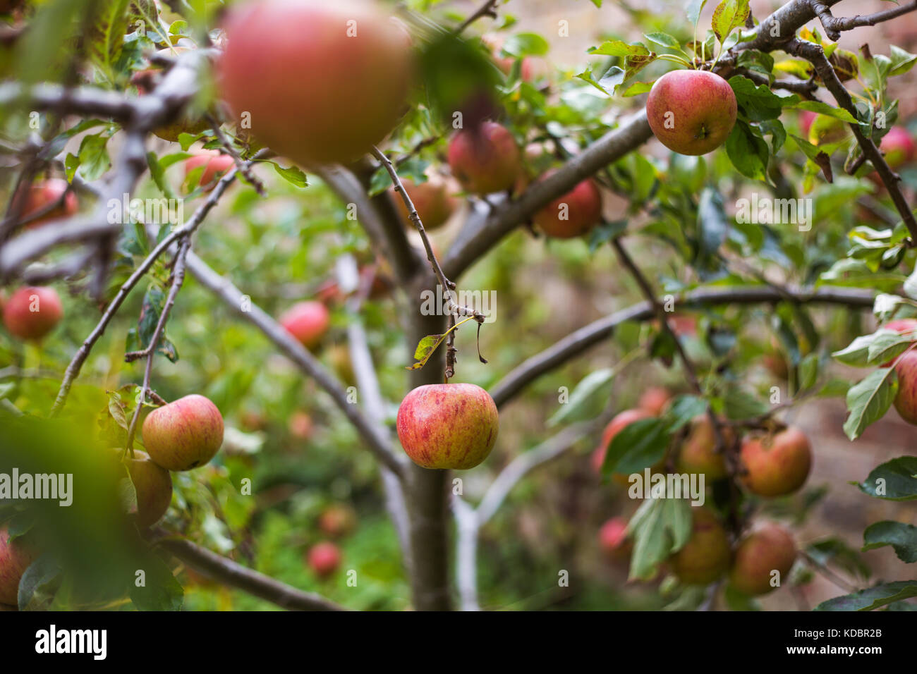 Red Apples growing in garden Stock Photo - Alamy