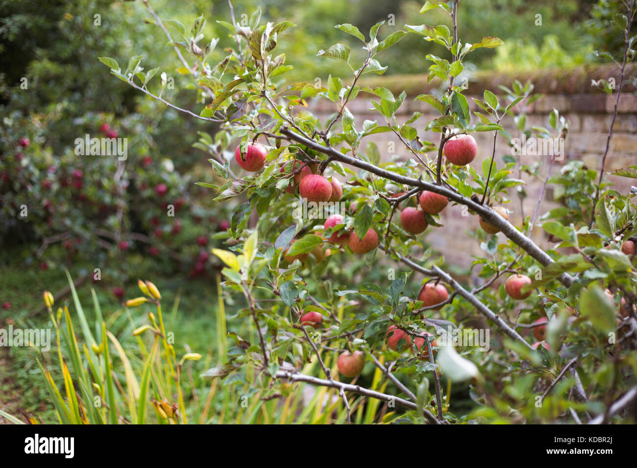 Pleached apple tree hi-res stock photography and images - Alamy