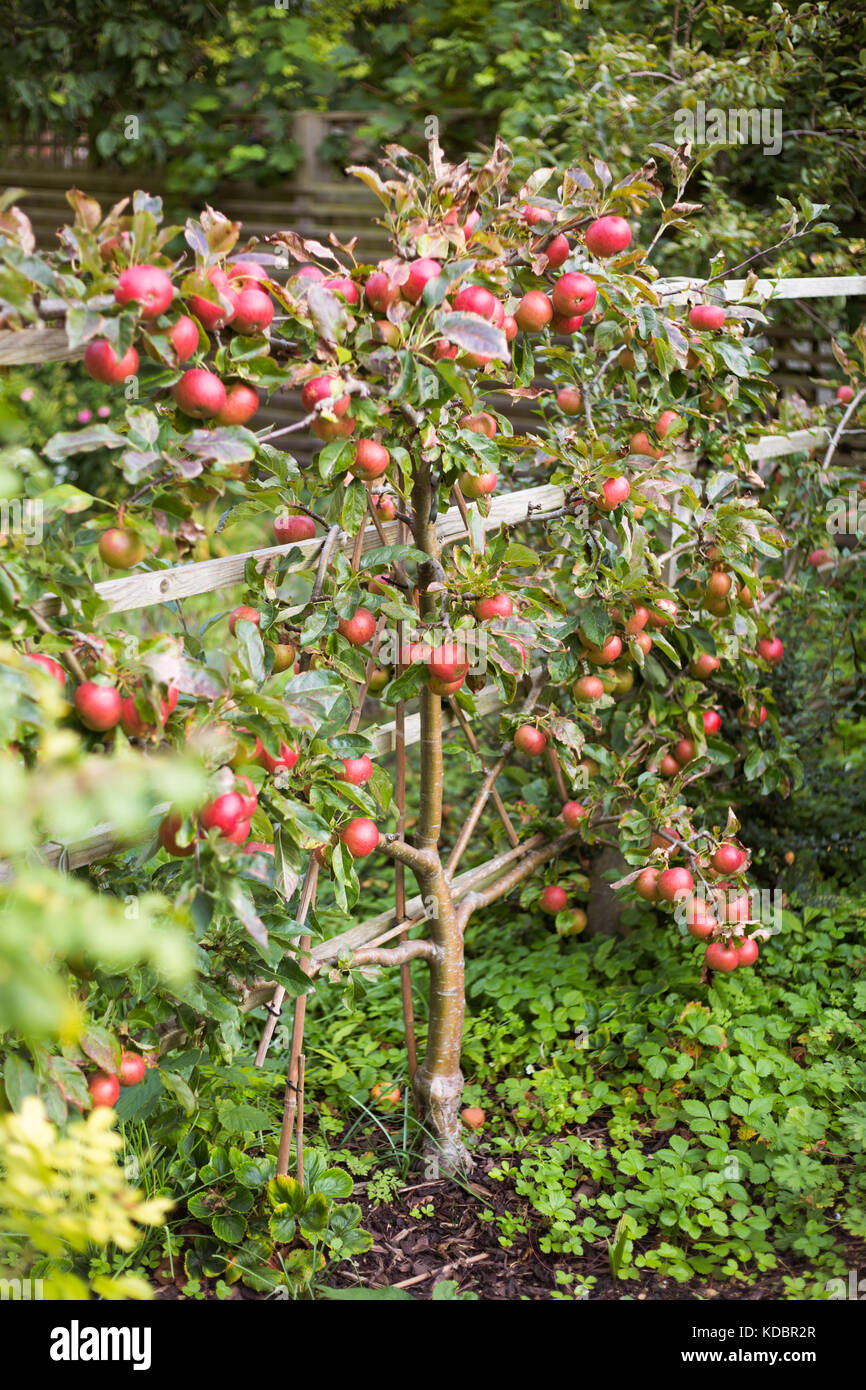 Pleached apple tree hi-res stock photography and images - Alamy
