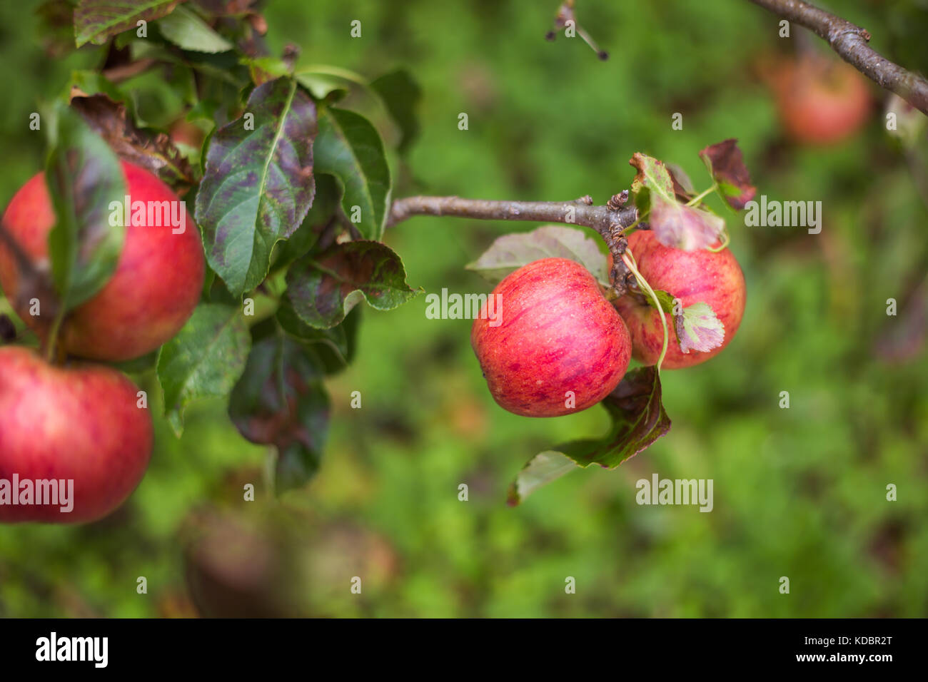 Red Apples growing in garden Stock Photo - Alamy