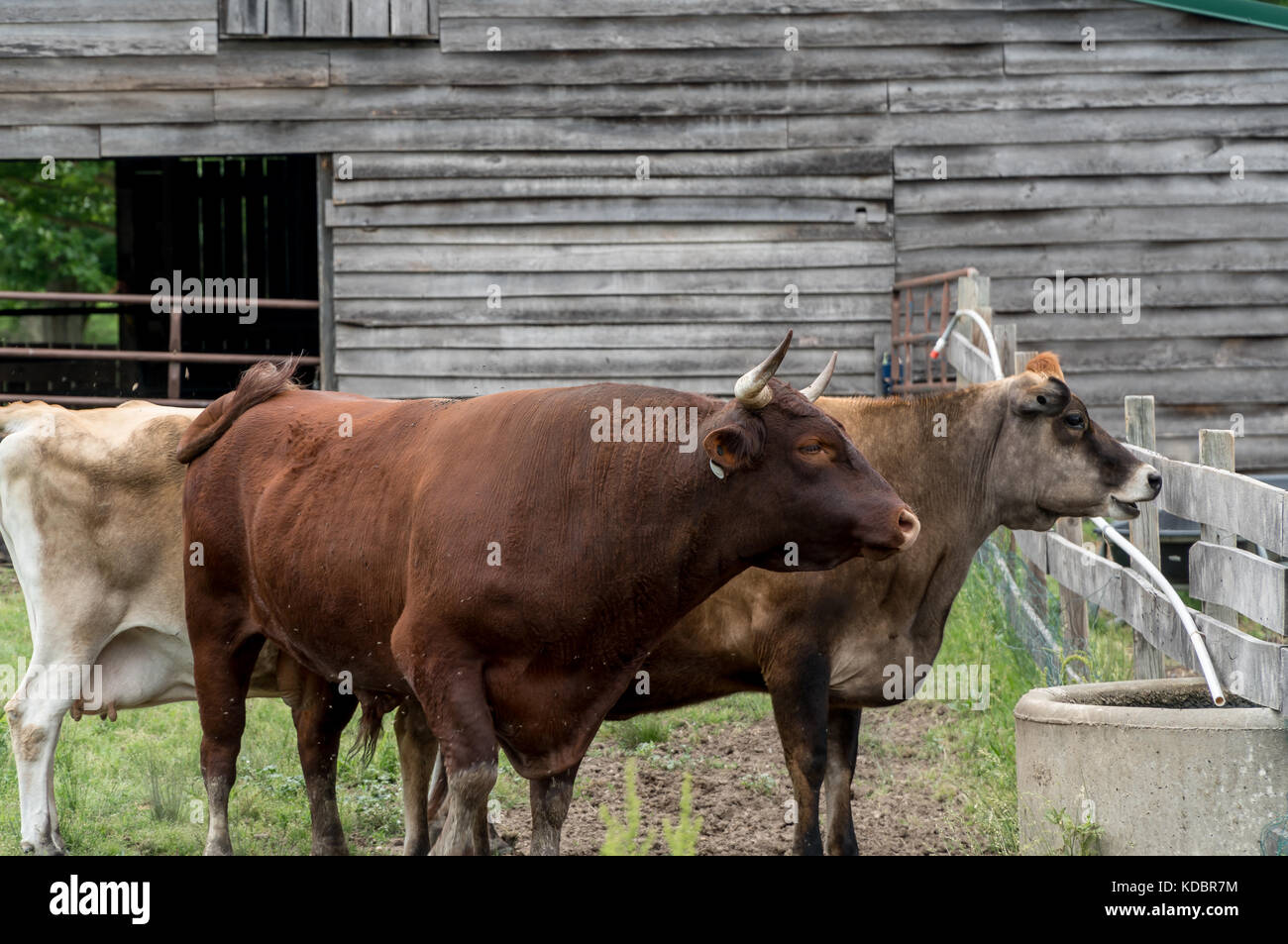 Cattle court hi-res stock photography and images - Alamy