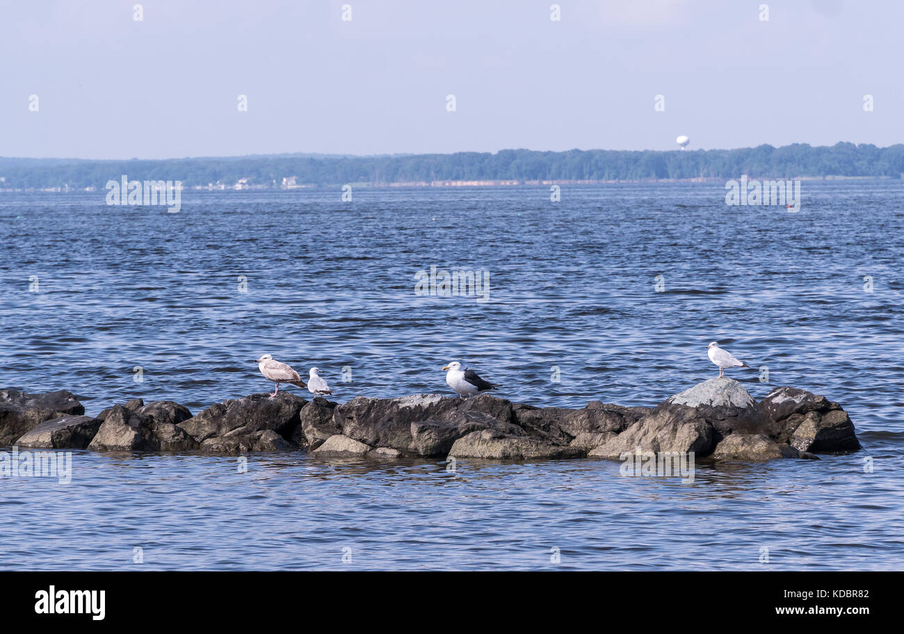 SEAGULLS ON THE ROCKS Stock Photo - Alamy