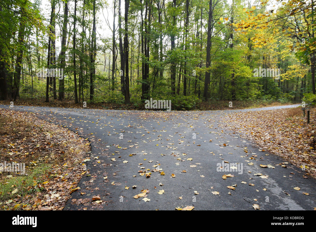 FORK IN THE ROAD Stock Photo - Alamy