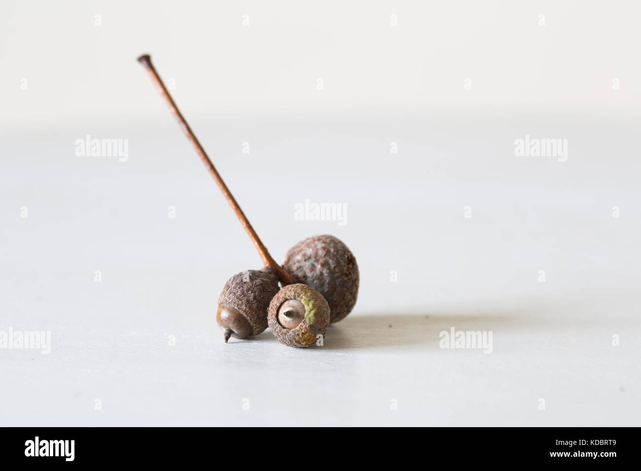 Close up of acorn Stock Photo - Alamy