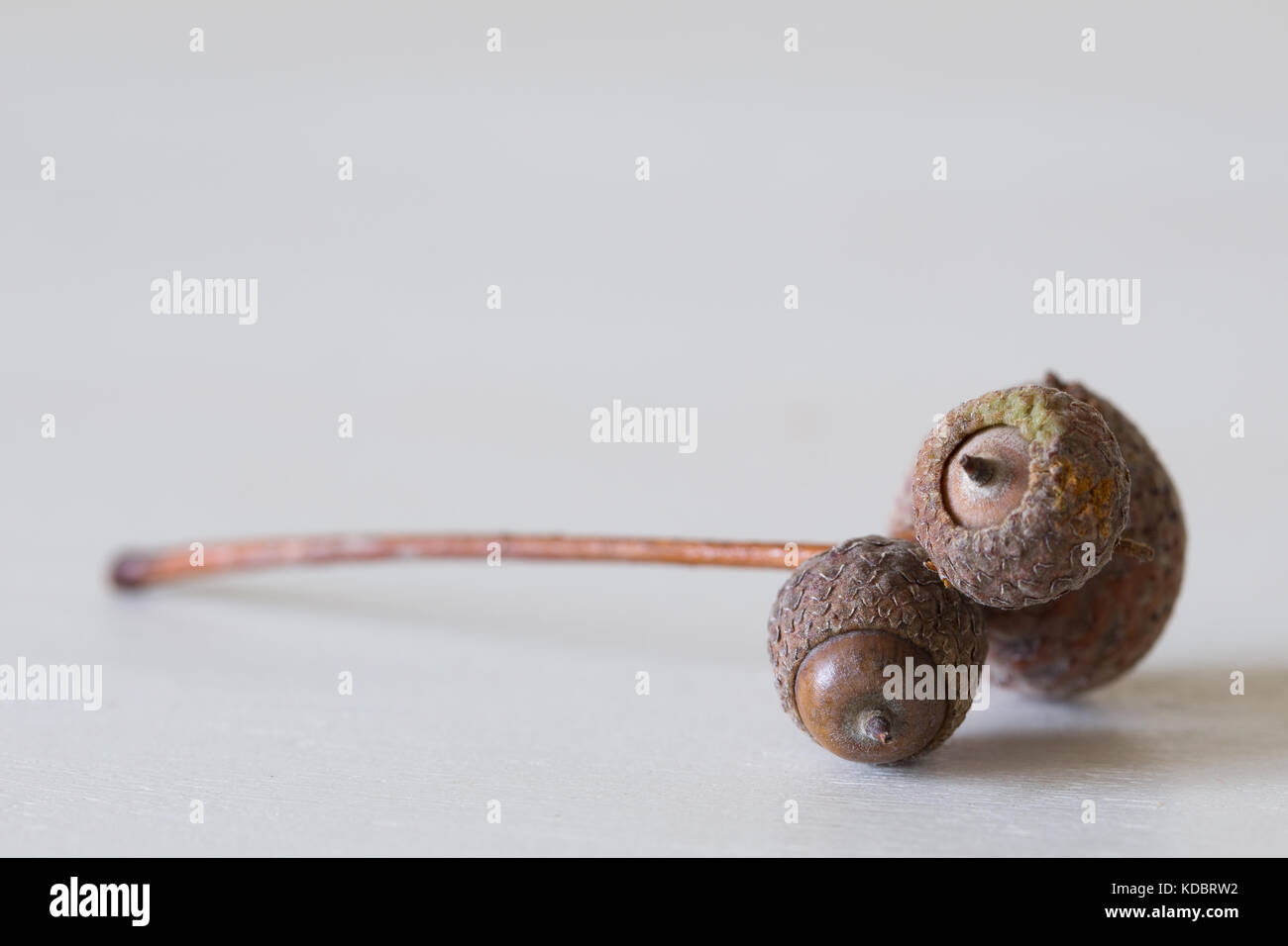 Acorn detail hi-res stock photography and images - Alamy