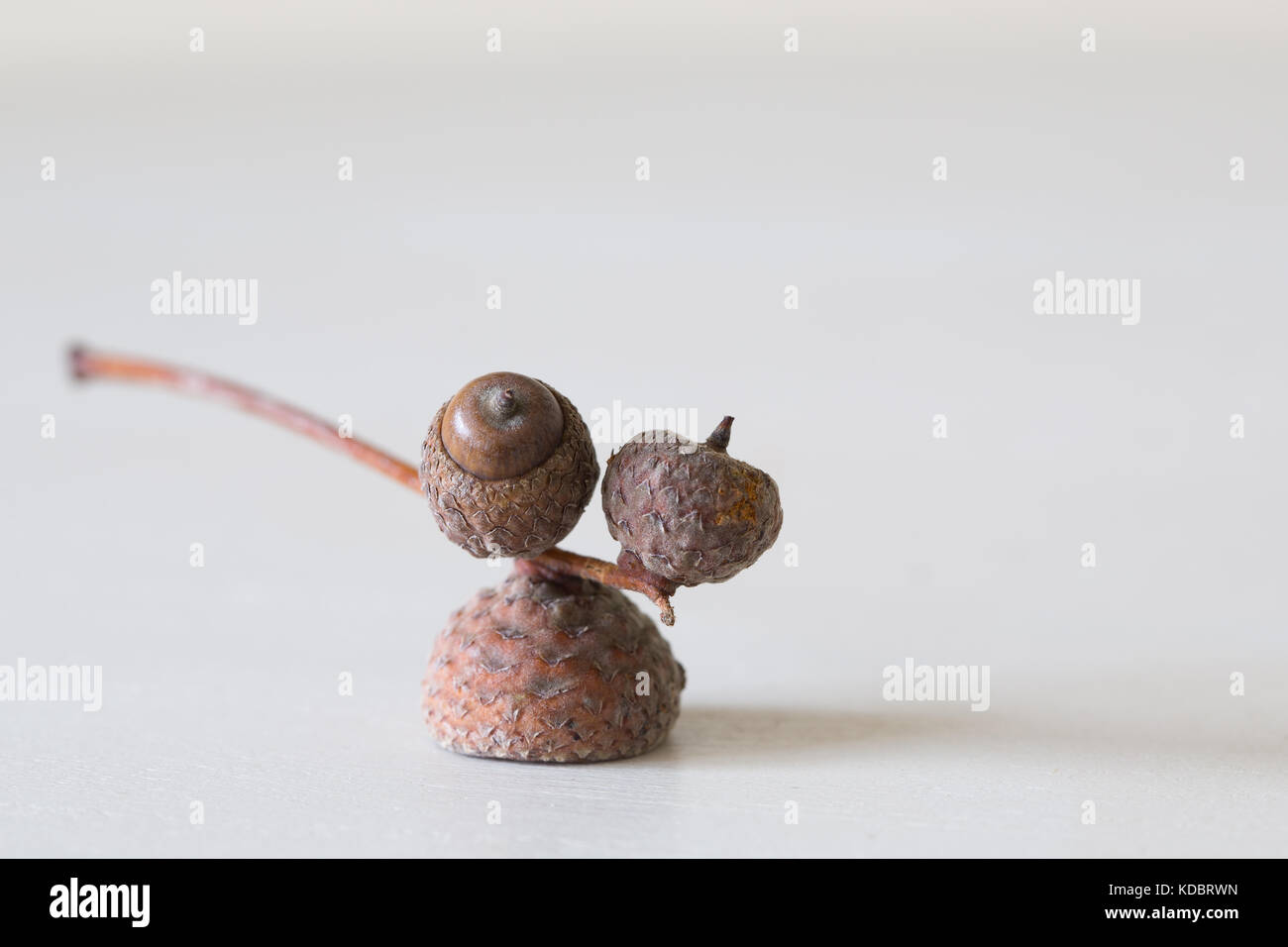 Close up of acorn Stock Photo - Alamy
