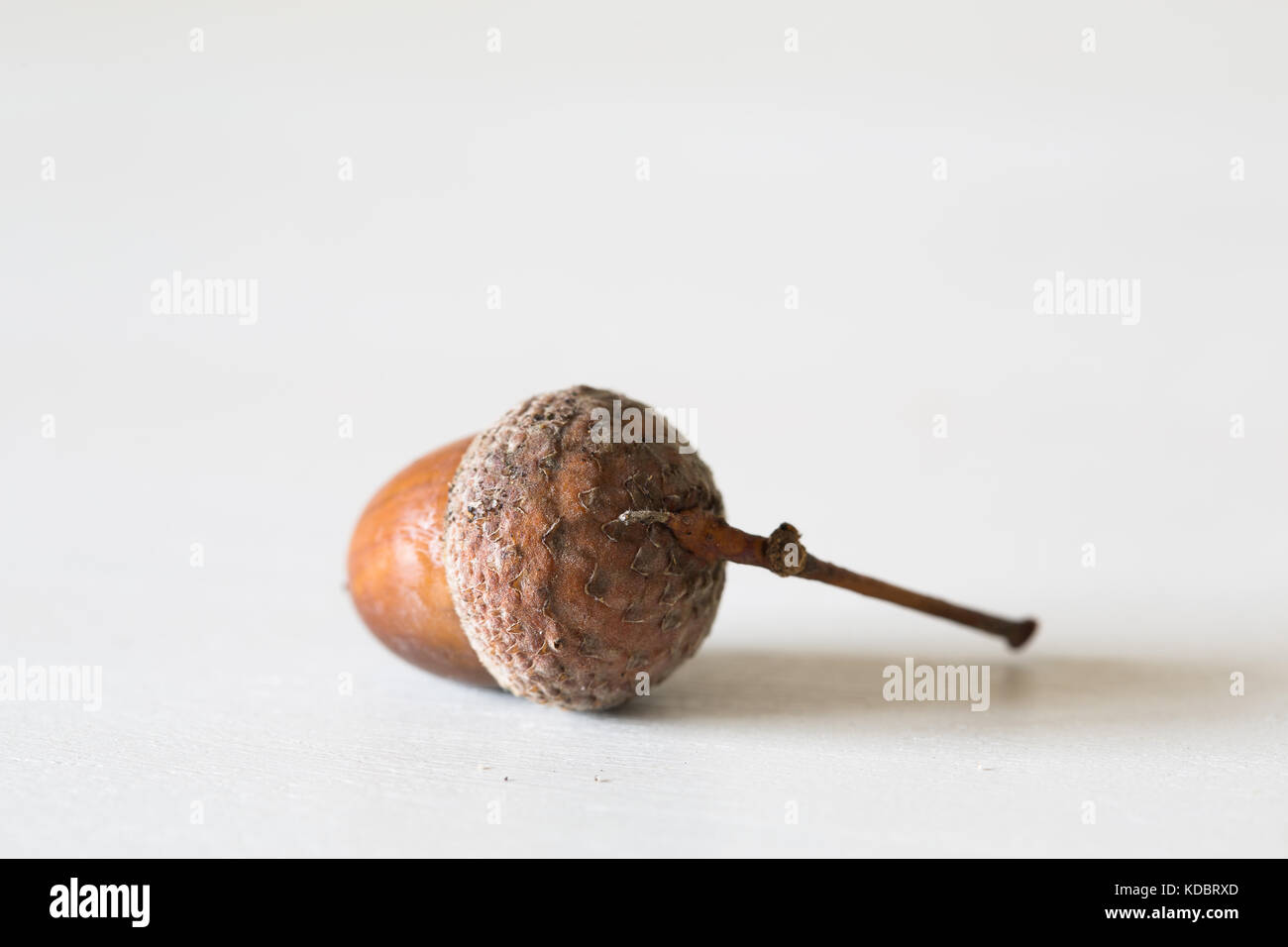 Acorn shell hi-res stock photography and images - Alamy
