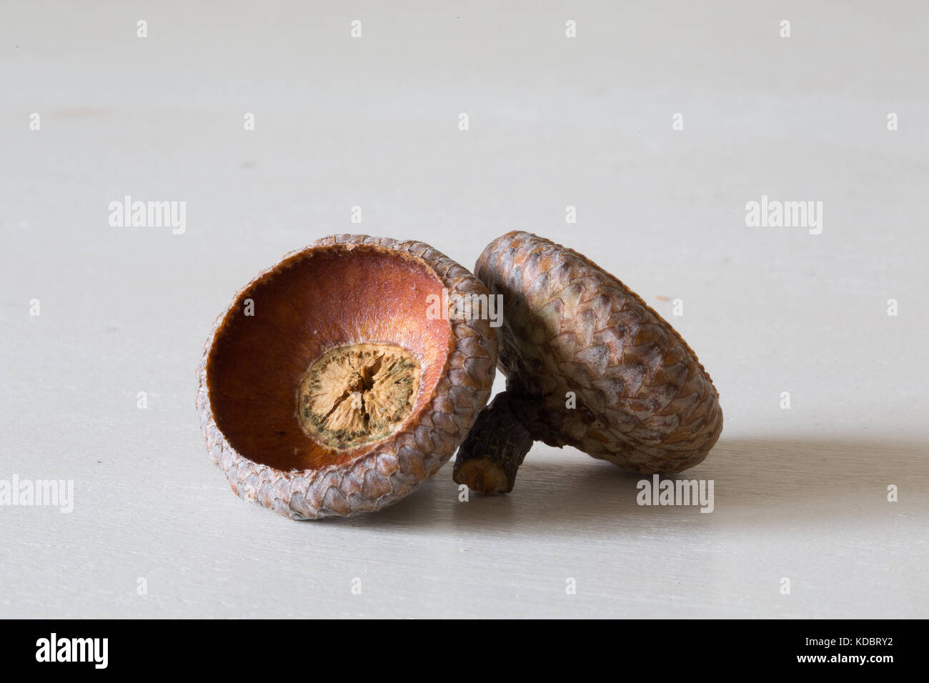 Acorn detail hi-res stock photography and images - Alamy