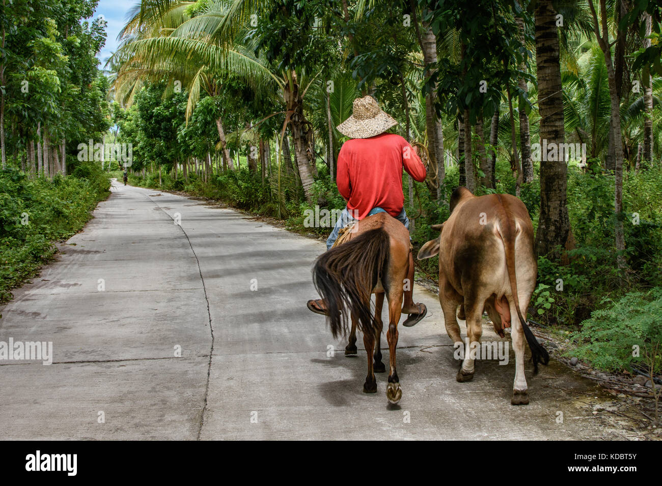 Moving his bull! Stock Photo - Alamy