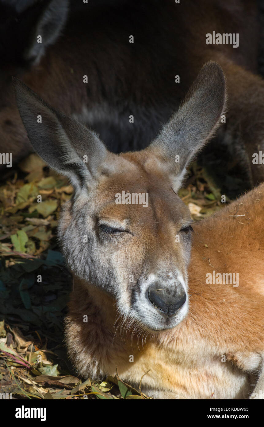 Red kangaroo sleeping hi-res stock photography and images - Alamy