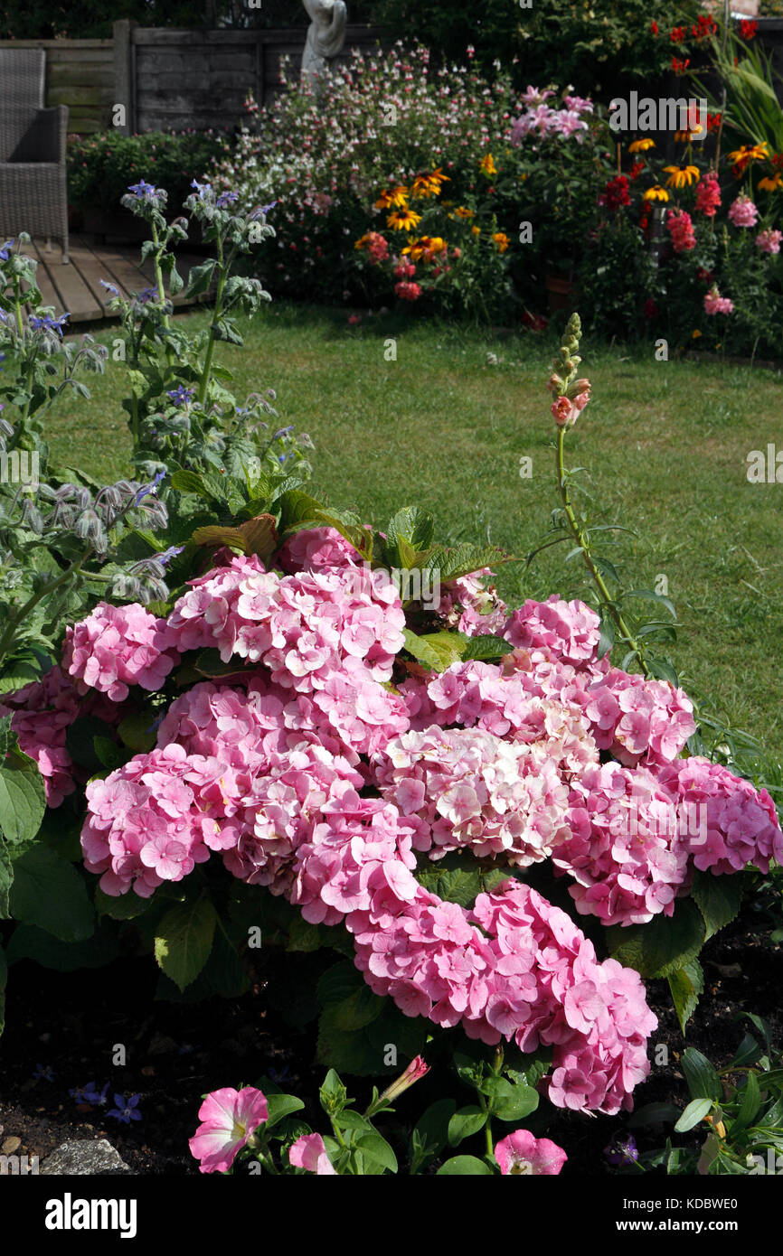 Hydrangea border hi-res stock photography and images - Alamy