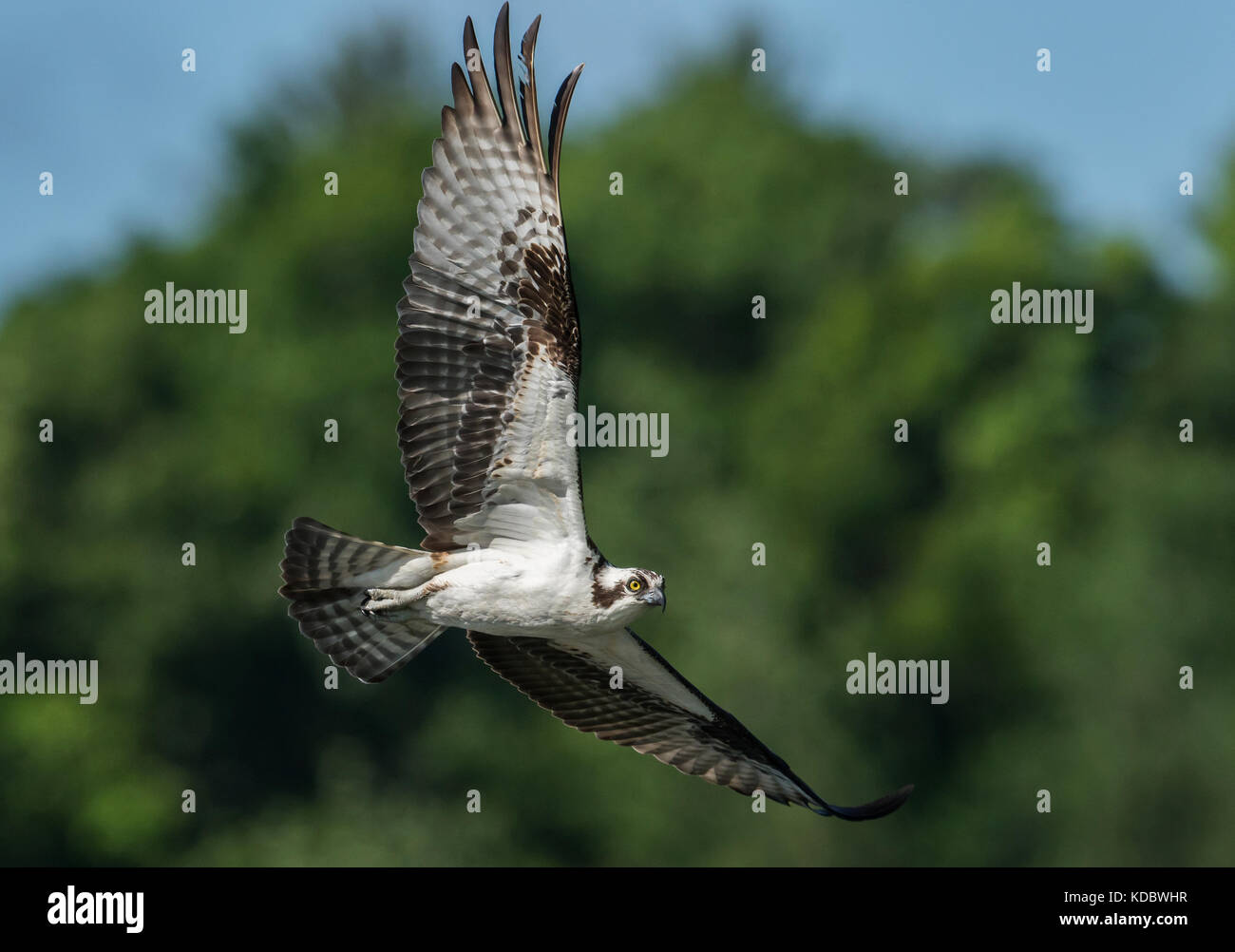 Osprey Feet High Resolution Stock Photography and Images - Alamy
