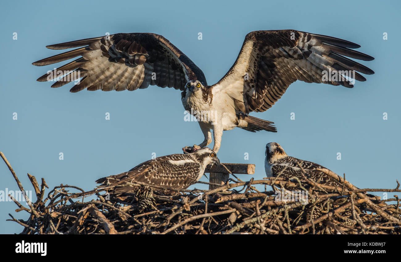 Osprey feet hi-res stock photography and images - Alamy